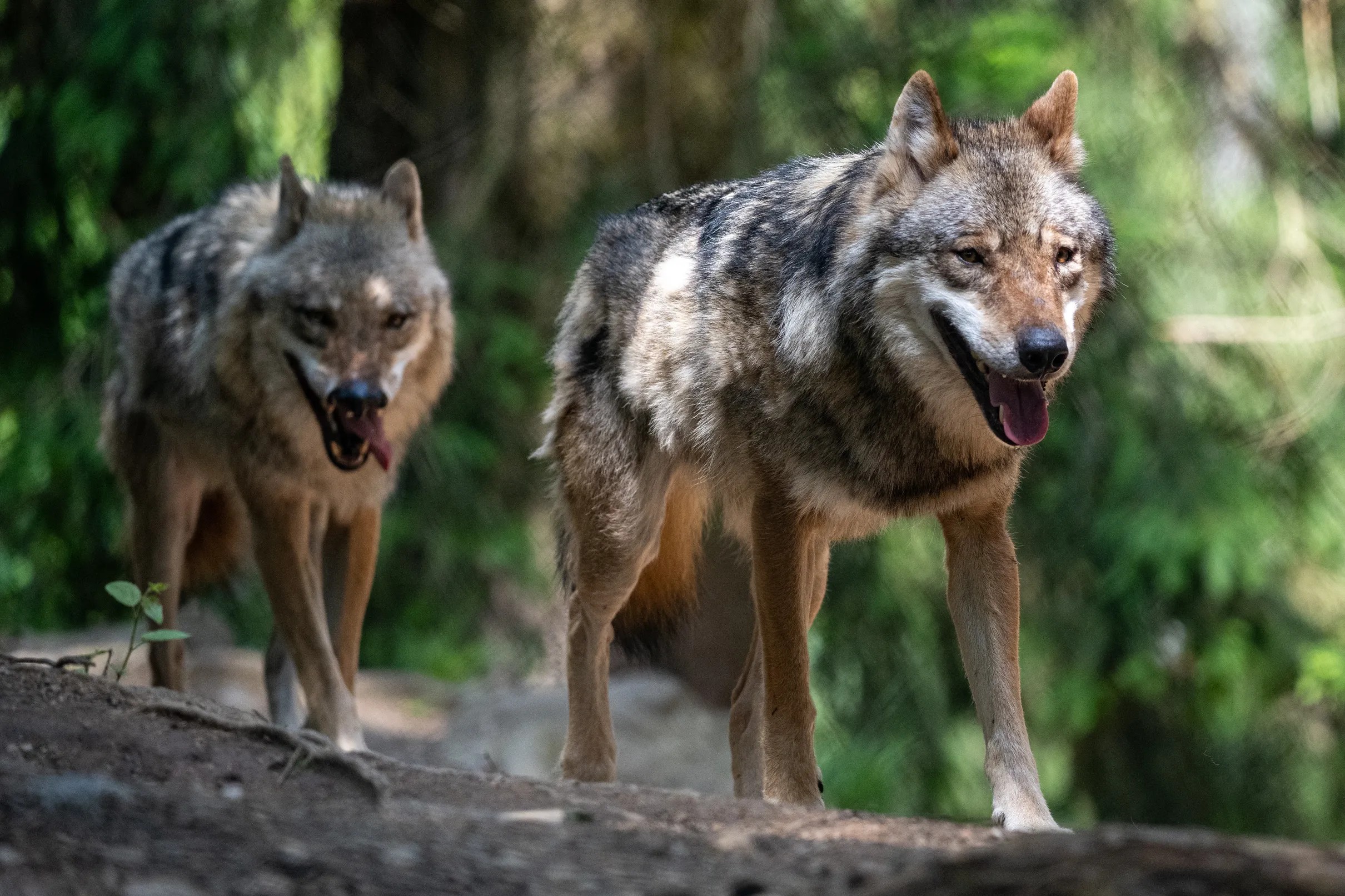 Why Washington’s new name will be the Red Wolves