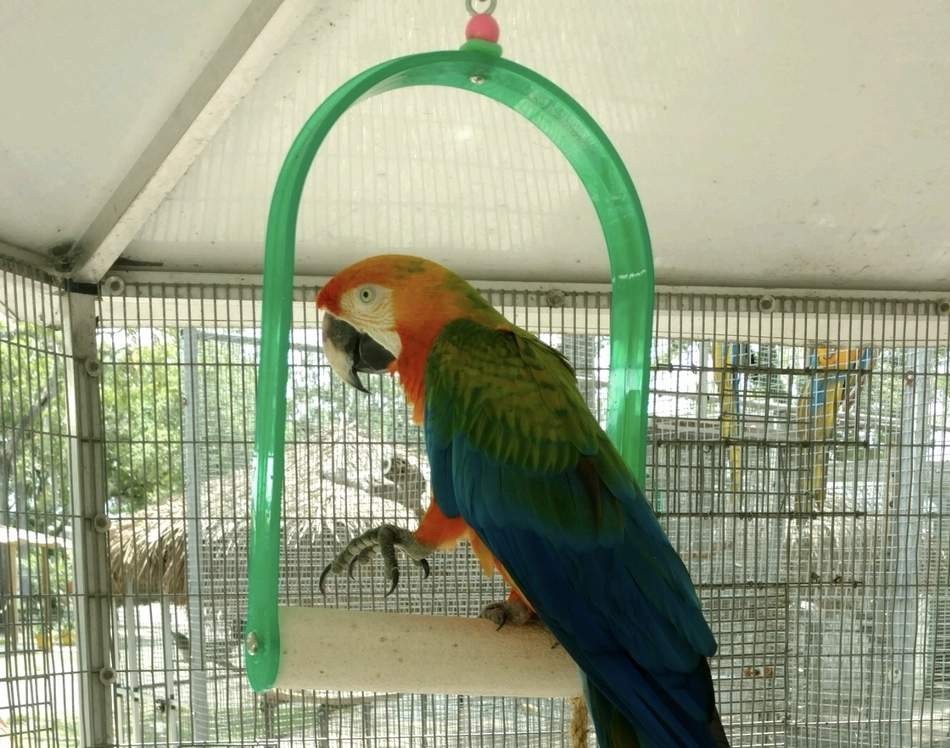 Licht humor: Bucs draft parrot jokes still flying!