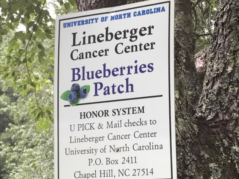 Blueberry Love: Sylvia Hatchell's blueberry patch reflects her unending ...