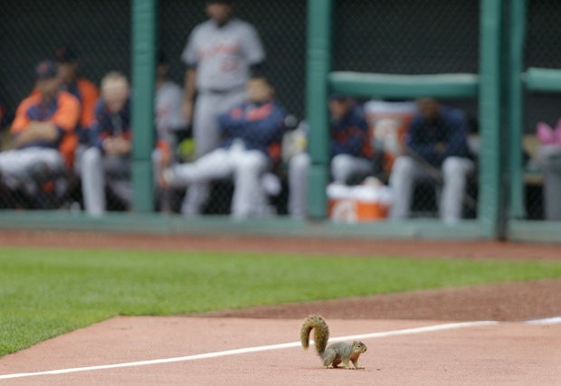 Rally Squirrel makes brief appearance in right field during Indians vs ...