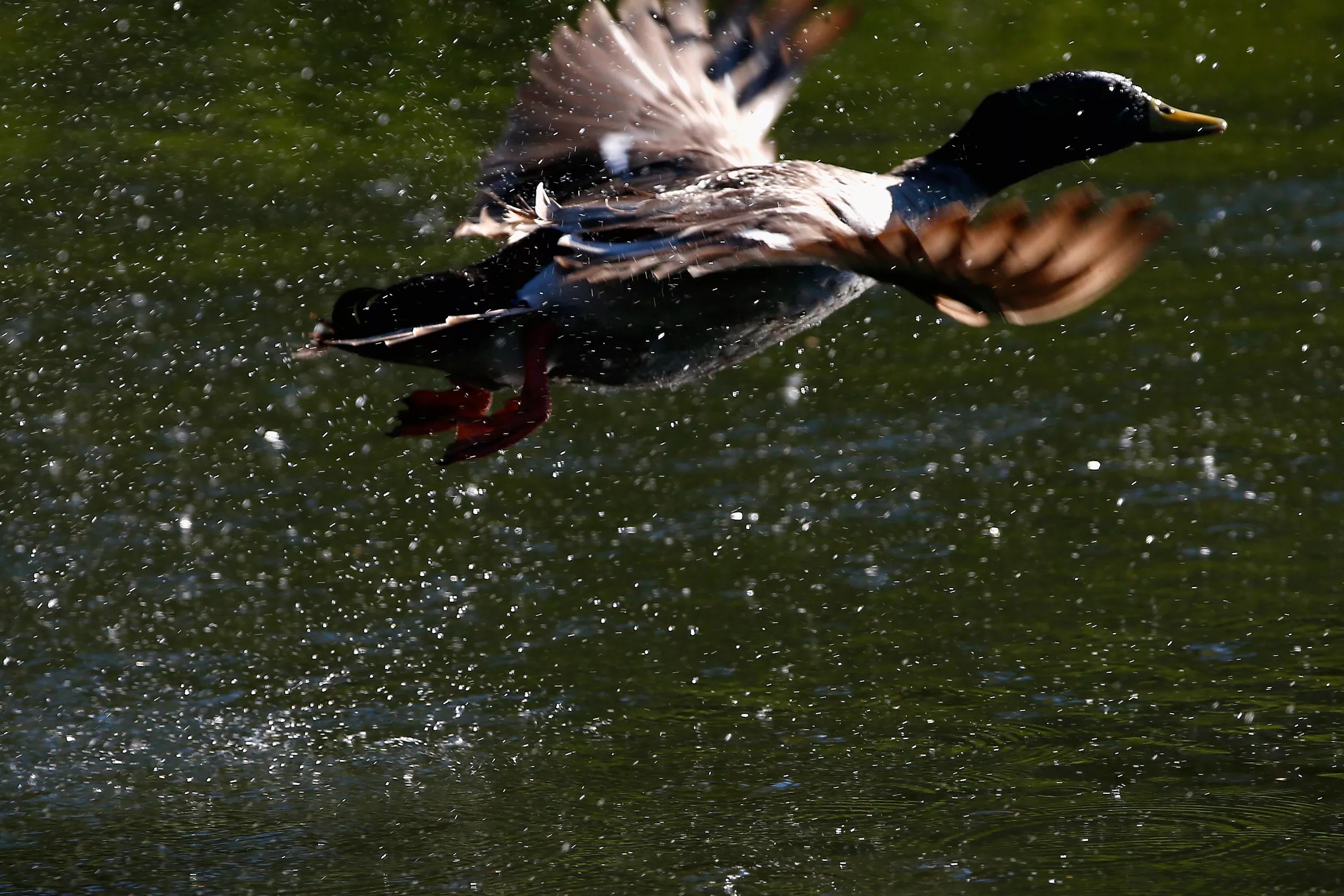The Great Duck Migration: A Flock of Oregon’s Coaches Fly to New Teams