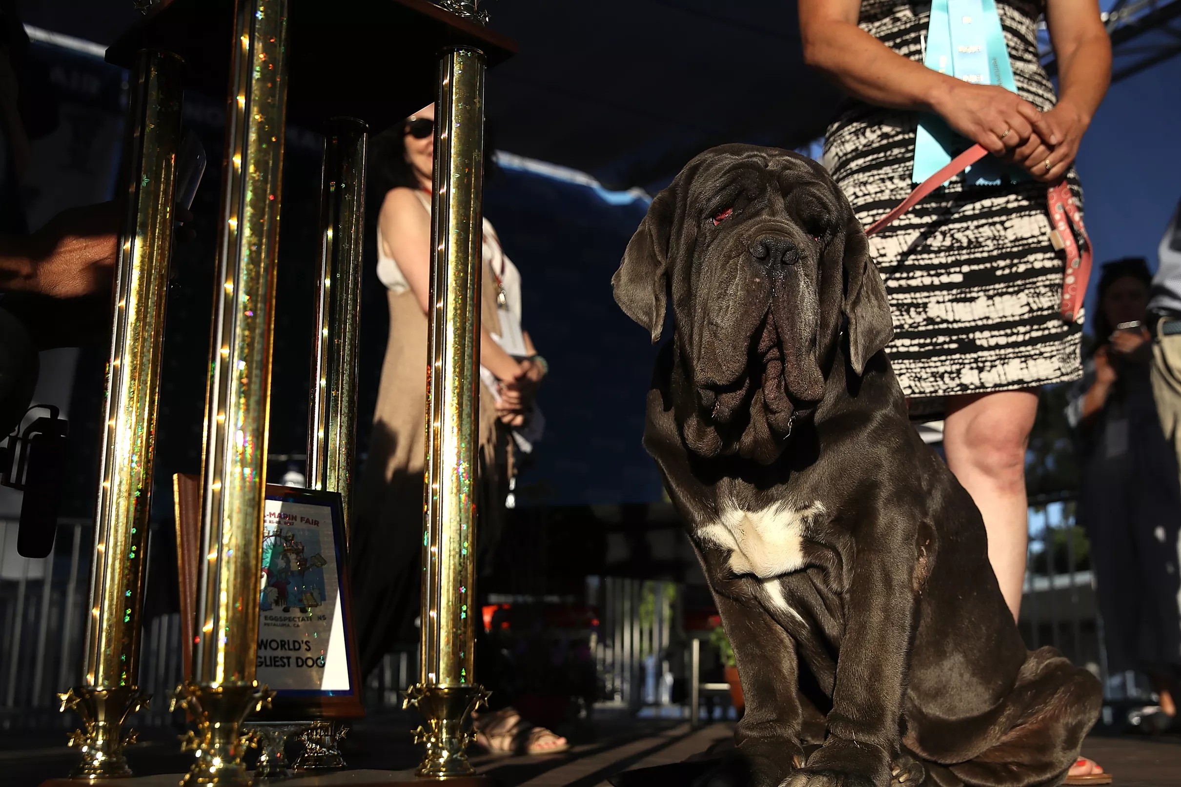 Pit Your Wits ‘17: Week 12