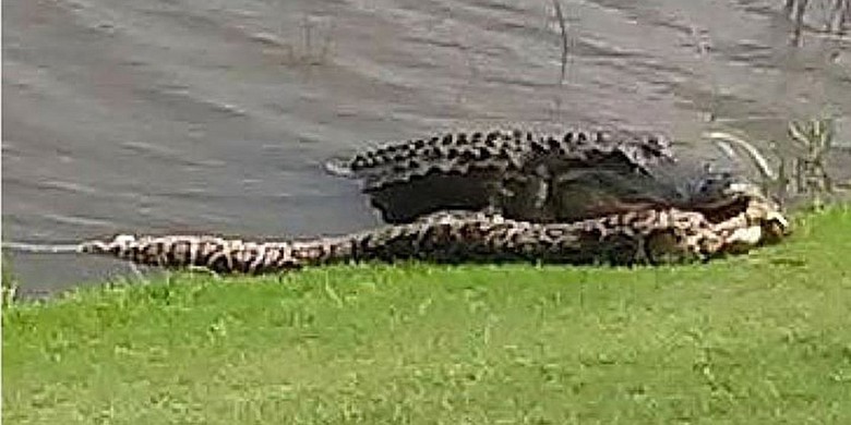 PHOTO: Gator takes bite of large snake at Florida golf course