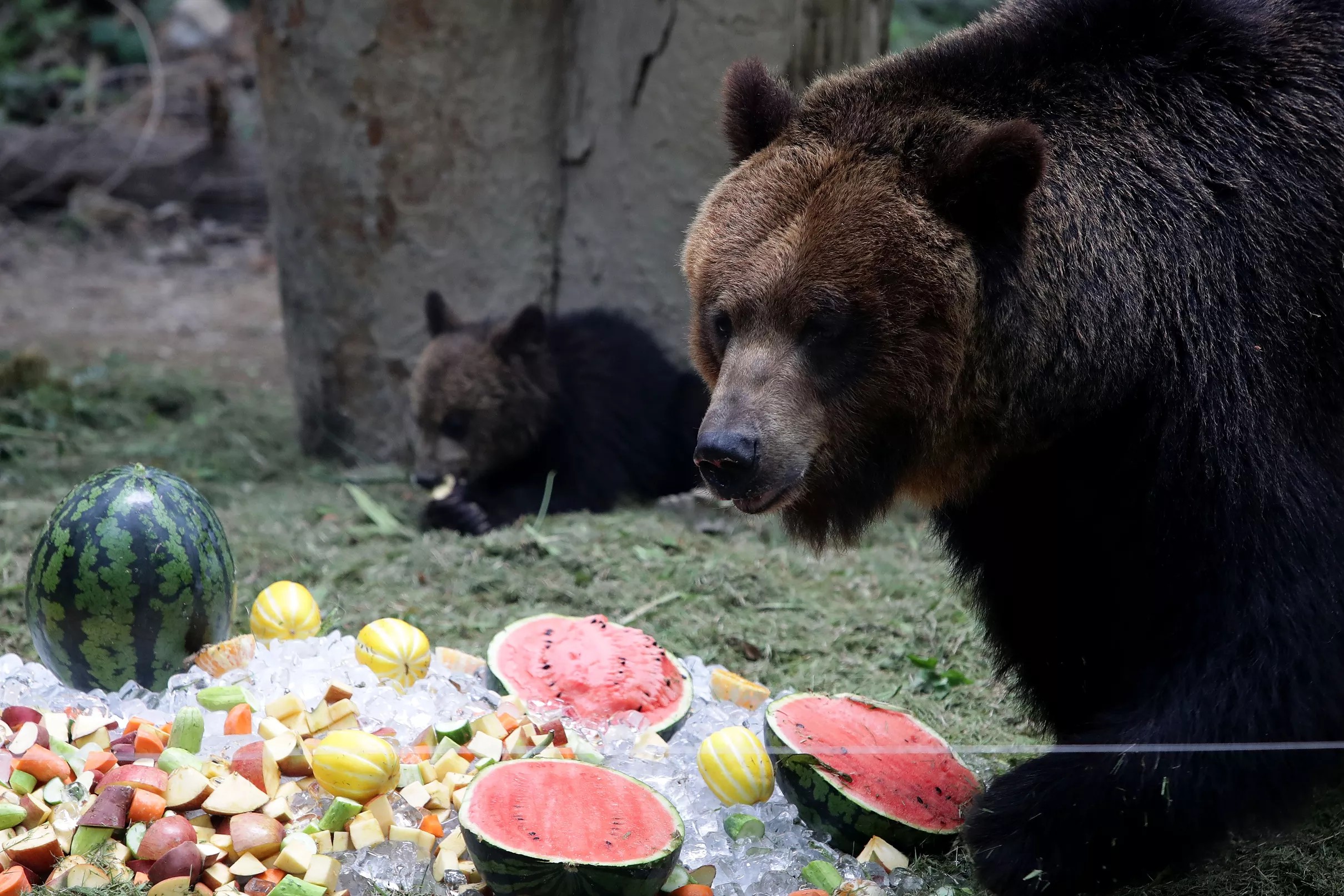 Junior RB Billy McCrary III to Transfer to FCS Abilene Christian