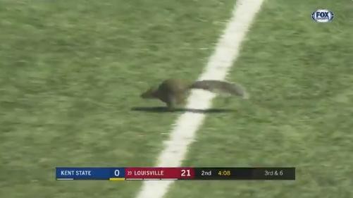 Squirrel Scores a Touchdown in Louisville Game