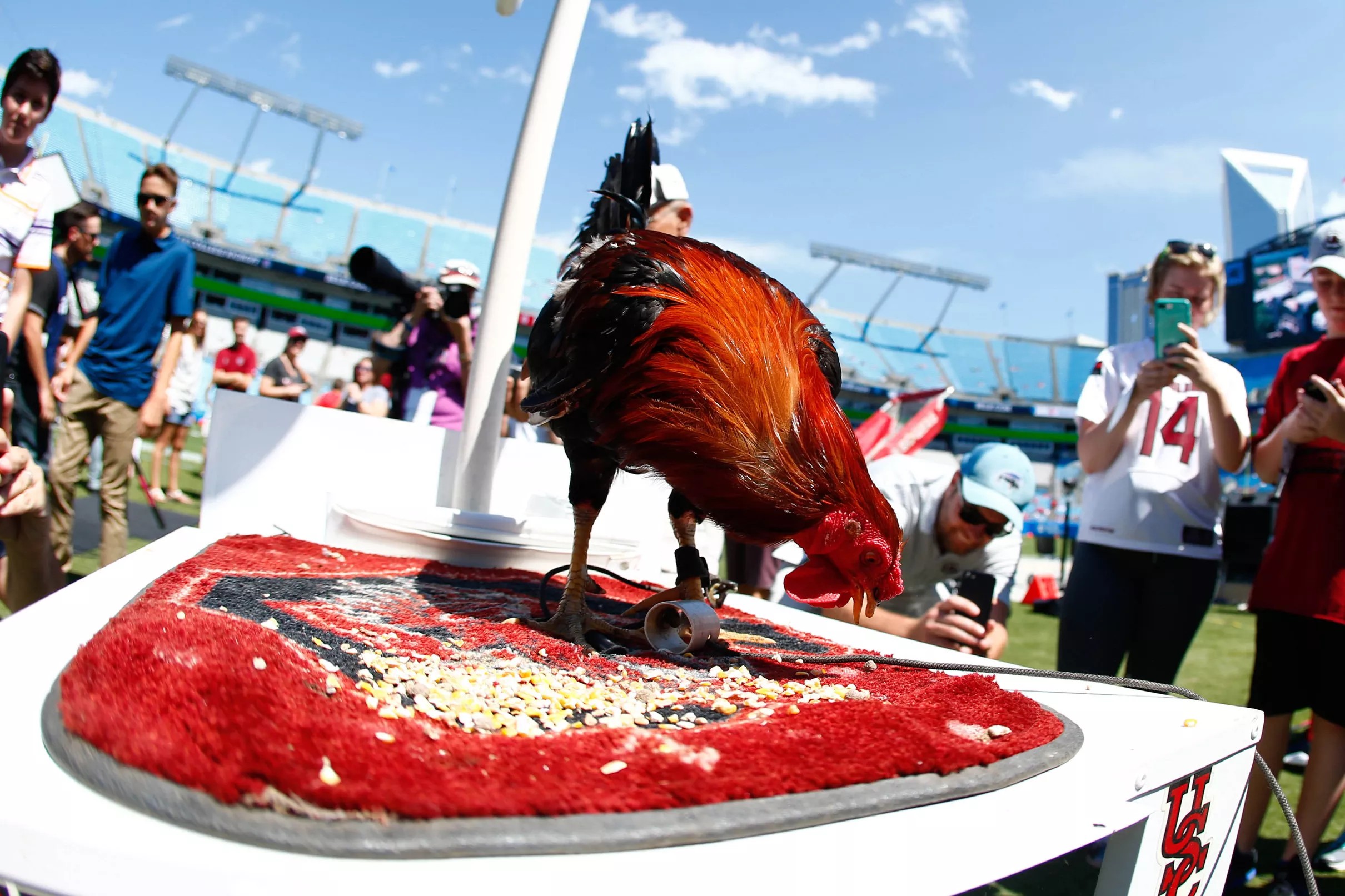 Bowl projections: Where the Gamecocks stand