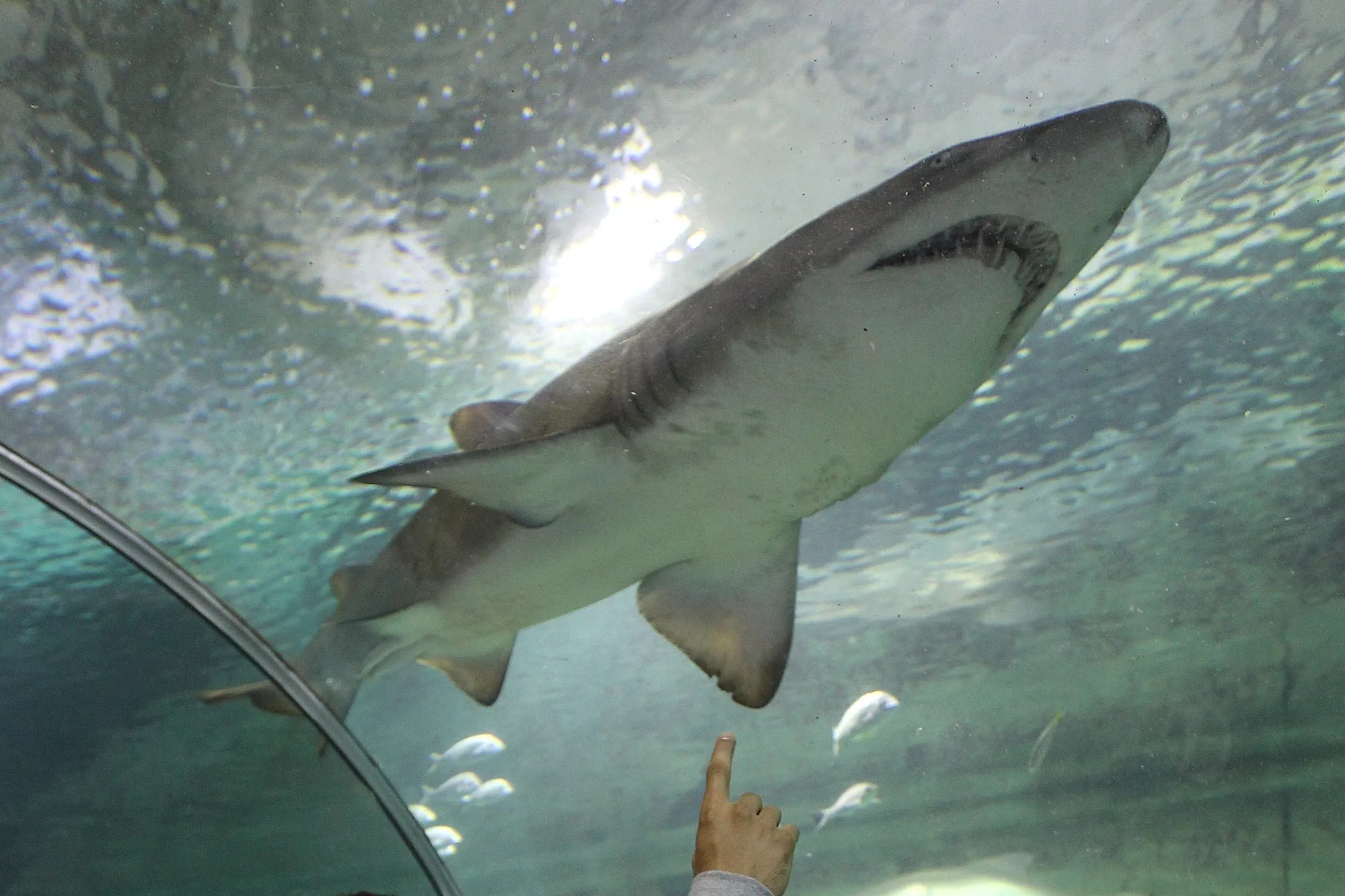 Conor Rhoda named Nekton of the Week