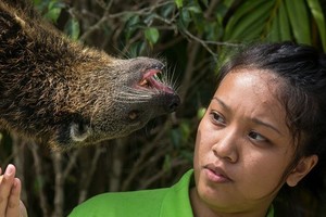 So What is a Bearcat Anyway?