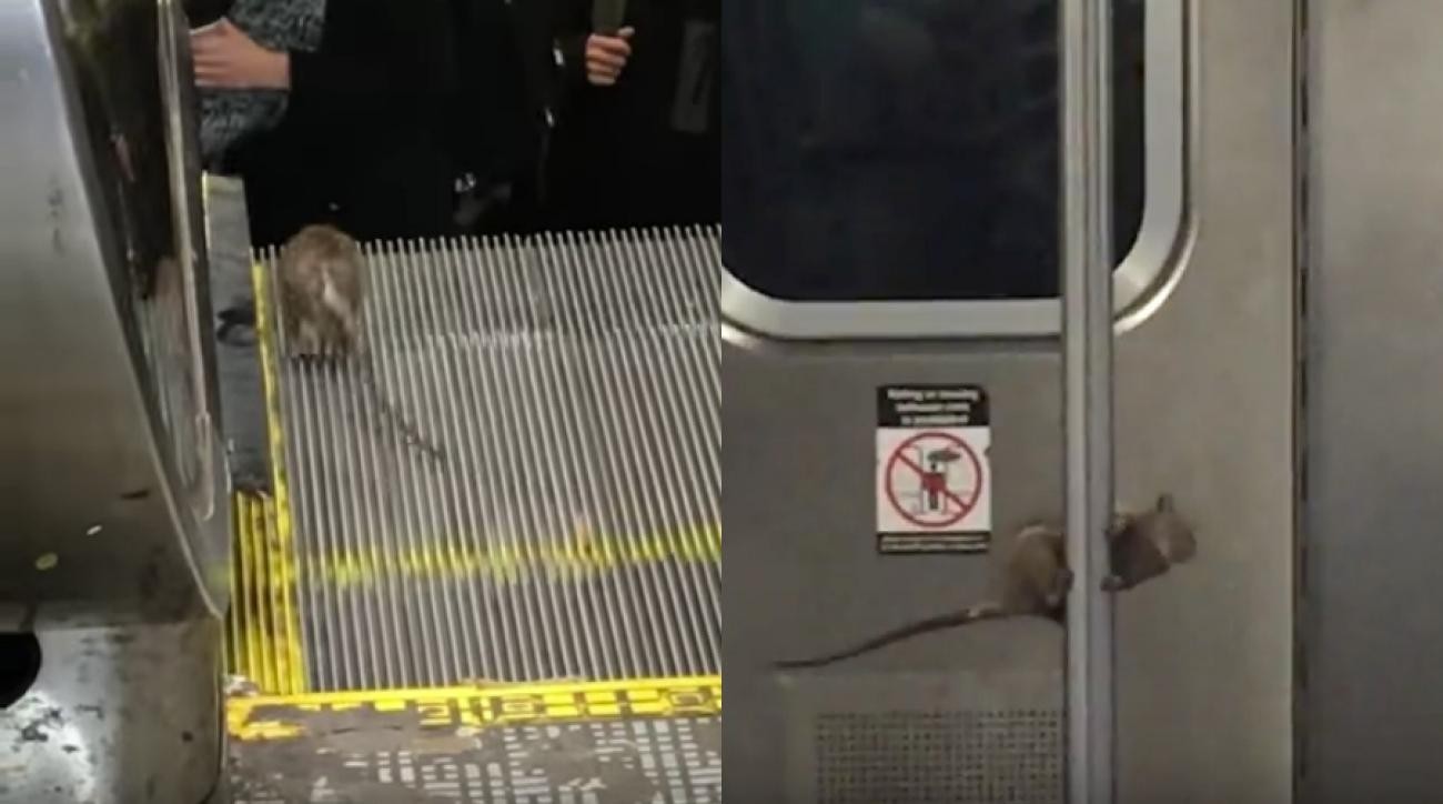 Oh, so now rats are acting like people?