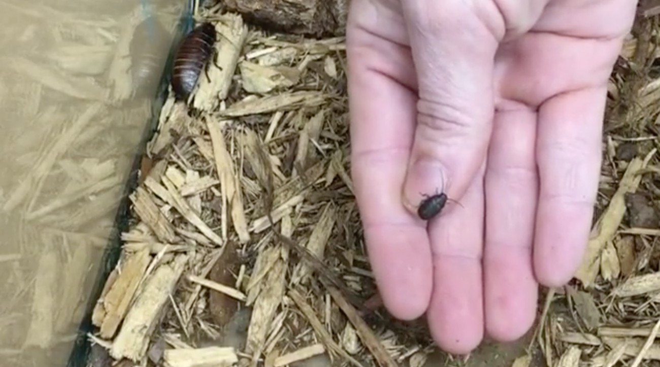 Atlanta Zoo names hissing cockroach after Tom Brady