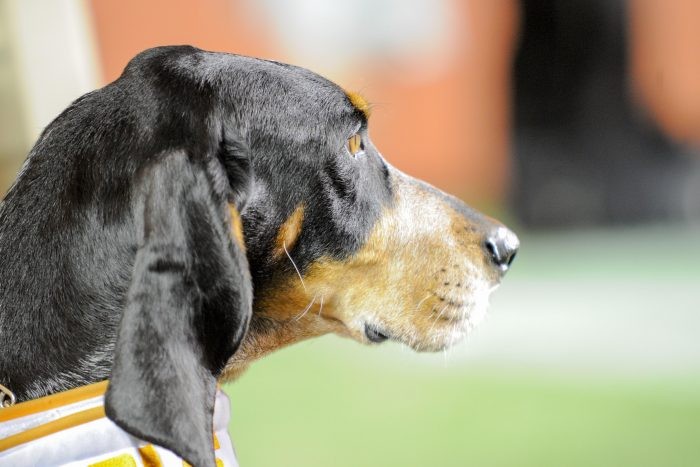 Tennessee needs its modern day Bob Woodruff and Doug Dickey