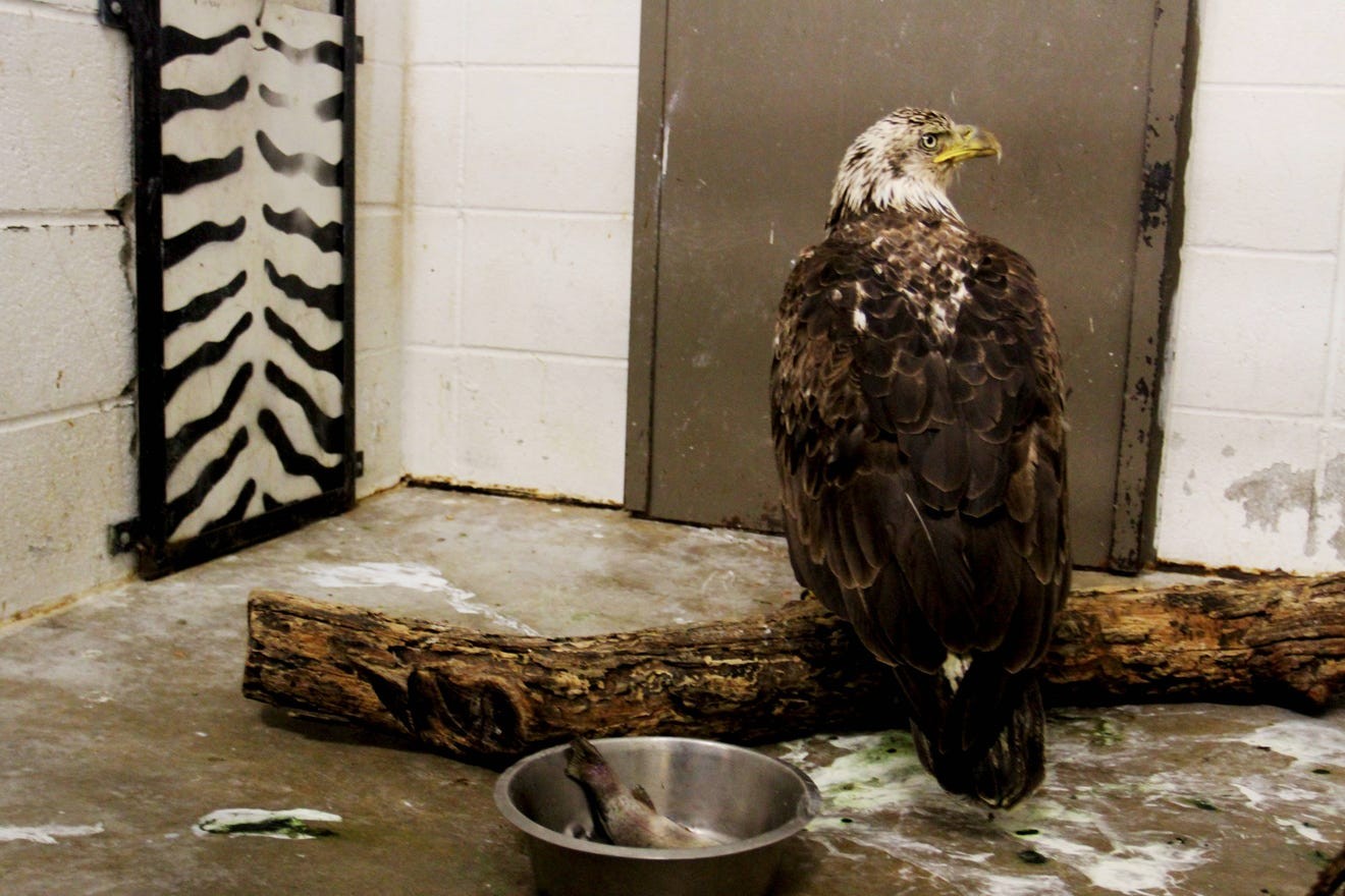 Raptors recover at Dickerson Park Zoo following toxic lead poisoning