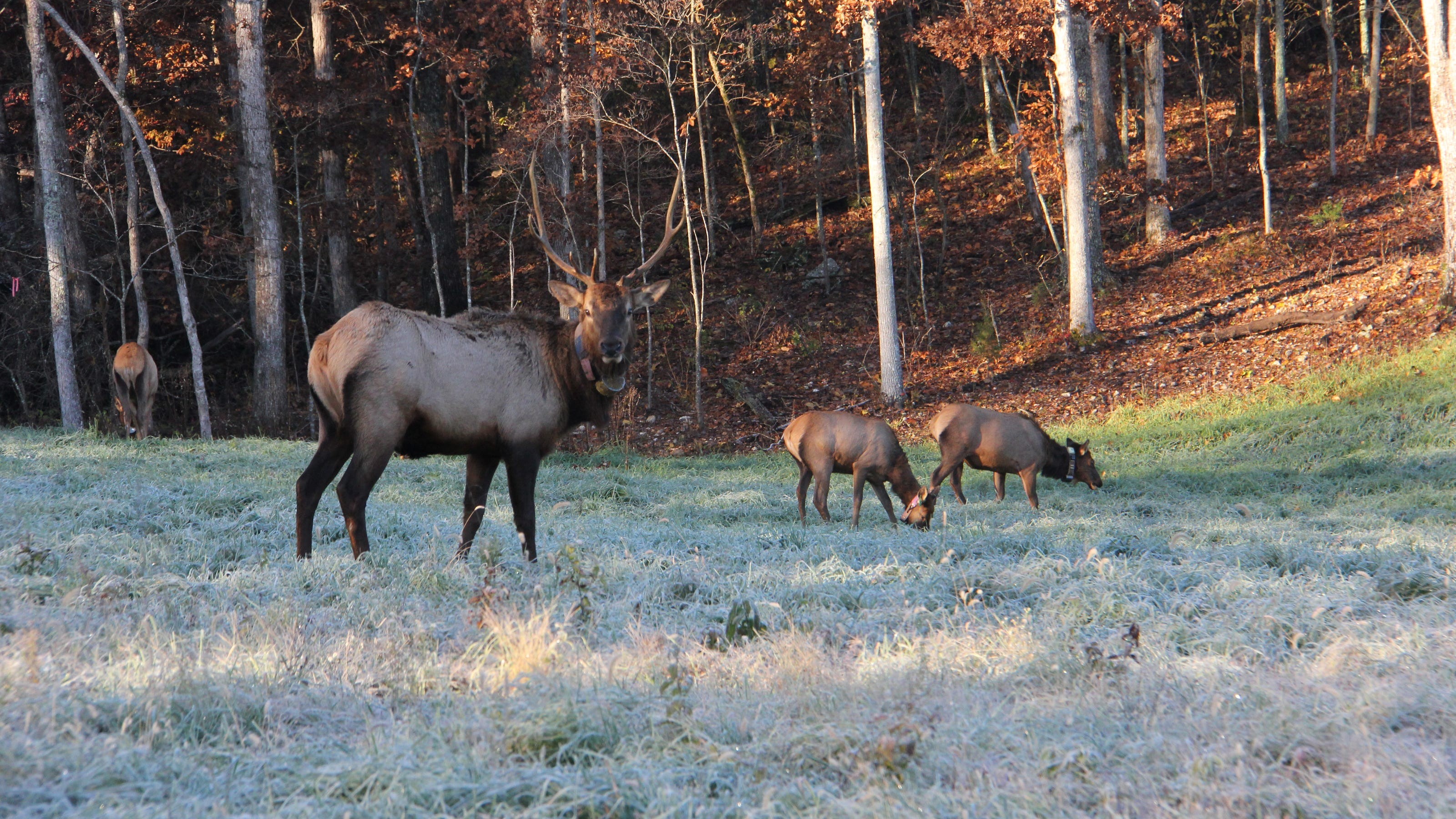 Elk eluding hunters so far during Missouri’s first official elk season