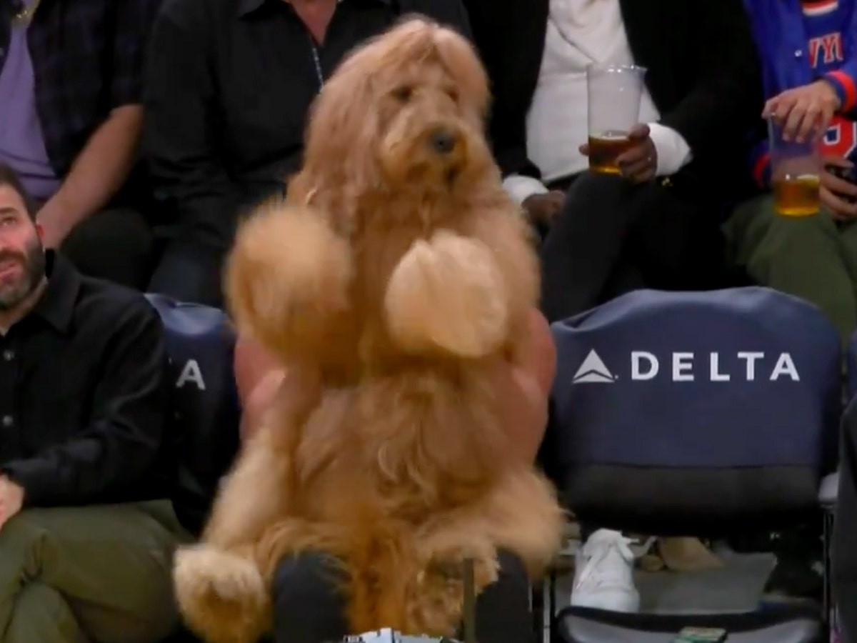 Lakers Vs. Knicks IG-Famous Dog Fetches Courtside Seat ... Dances His ...