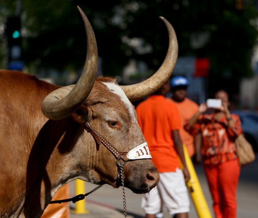 Among many signs of tradition, Bevo stands out as Texas Longhorns’ best